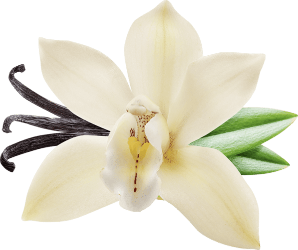 Vanilla Decision Tree